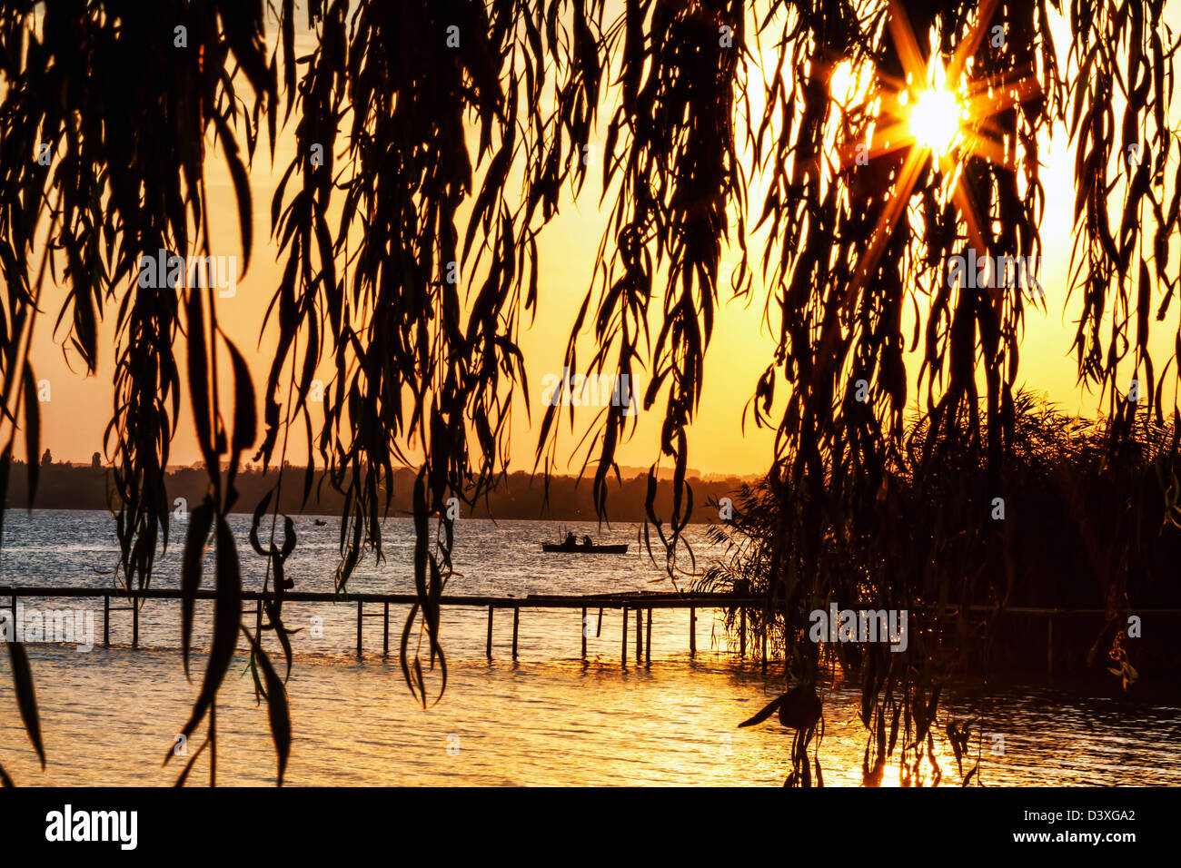 Waterside willow tree in sunset light Stock Photo - Alamy