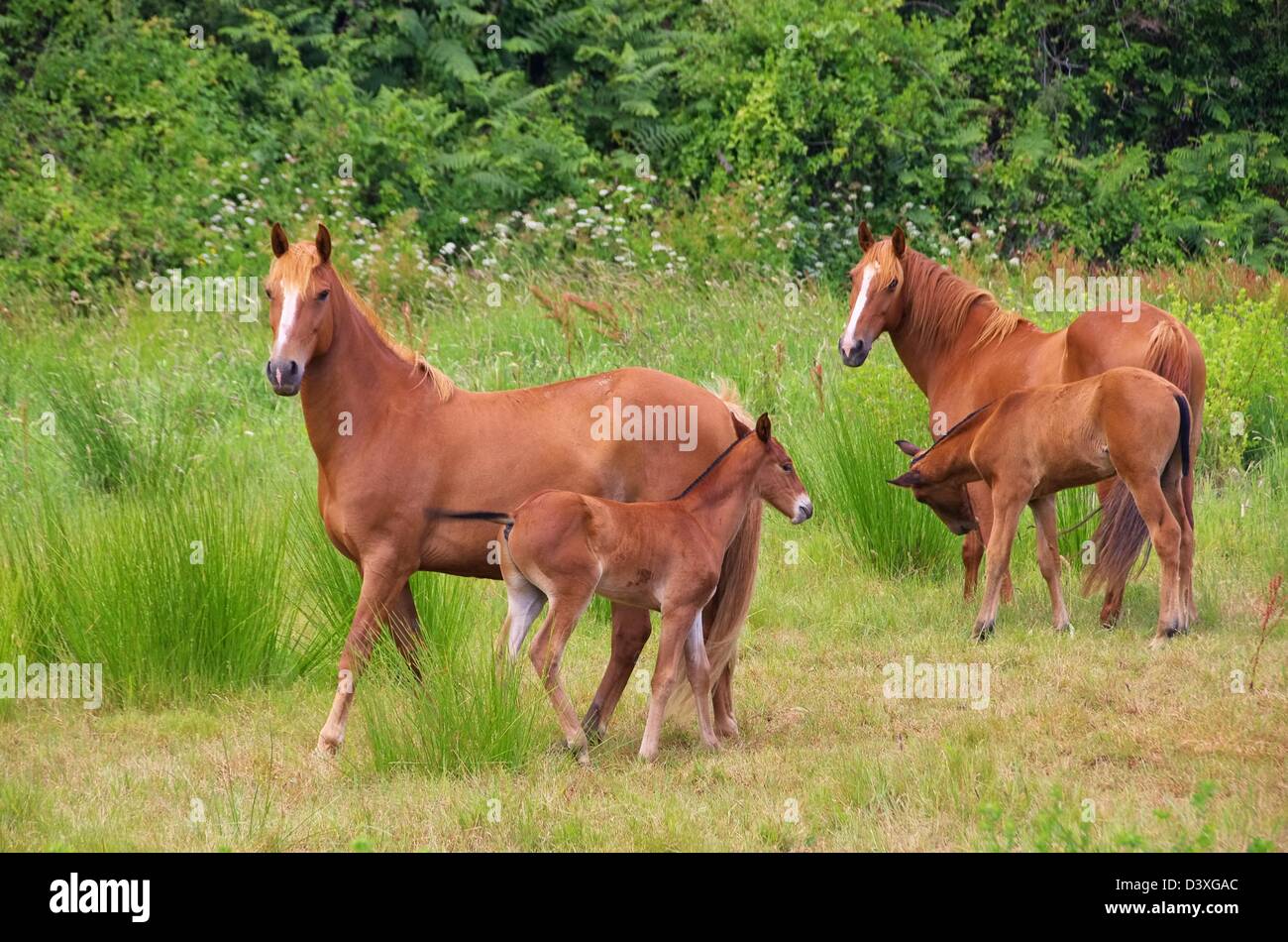 Animal foal horse young hi-res stock photography and images - Alamy