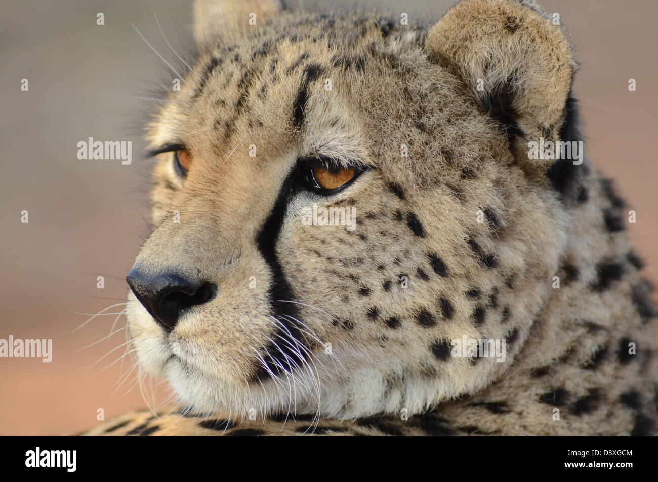 Photos of Africa , Cheetah head facing away from camera Stock Photo - Alamy