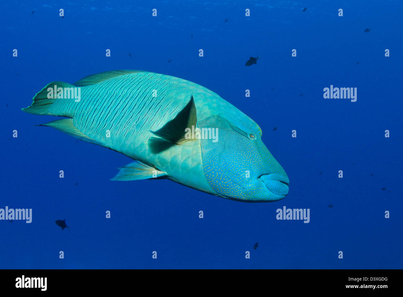 Red sea wrasse fish hi-res stock photography and images - Alamy