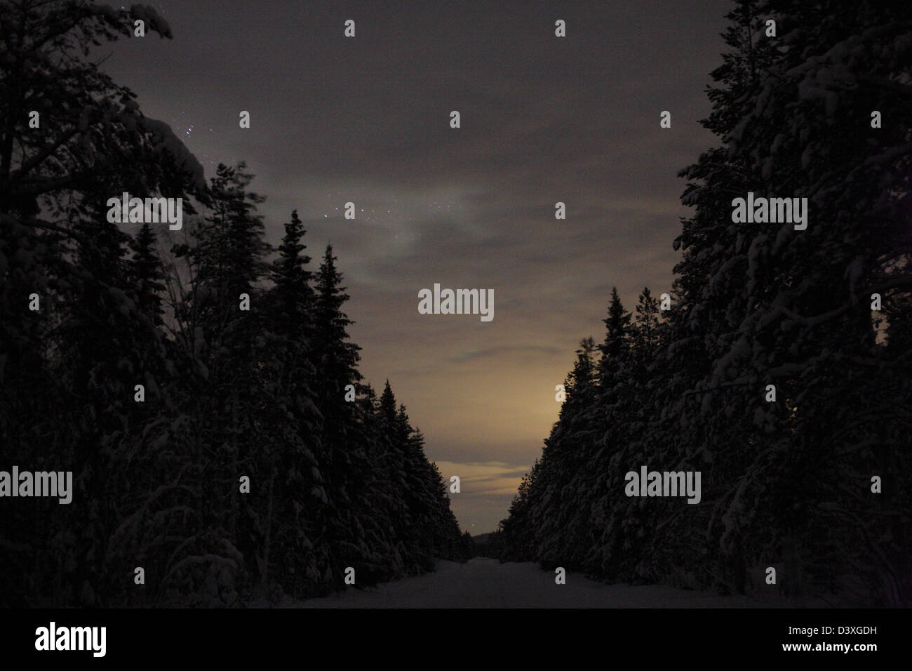 Winter Pine Trees Night