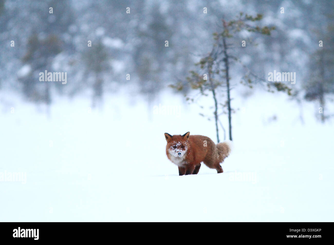 Red Fox (Vulpes vulpes) in the winter landscape. Photographed in ...