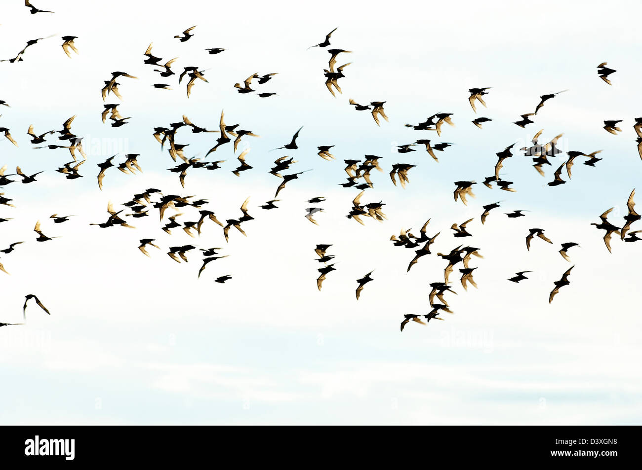 wrinkled lipped bats at dusk Stock Photo - Alamy