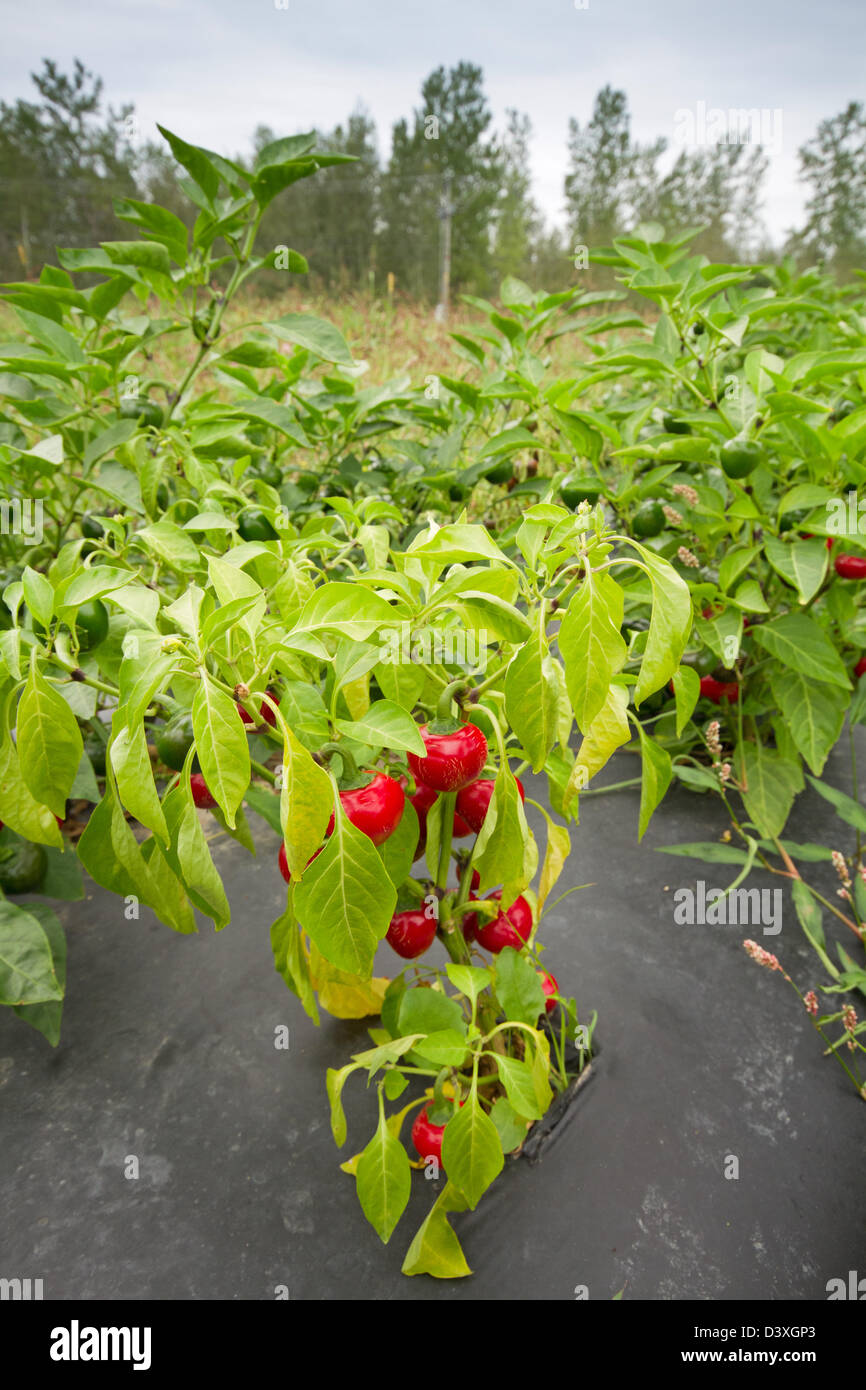 Rows of red pepper plants on a farm Stock Photo - Alamy