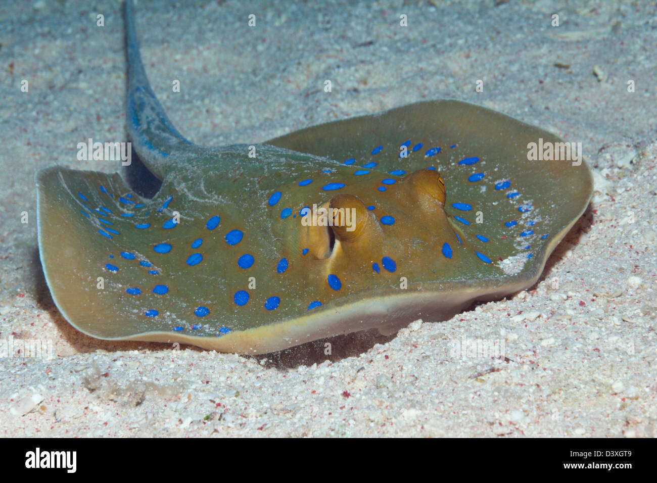 Blue-spotted Stingray, Taeniura lymma, Zabargad, Red Sea, Egypt Stock ...