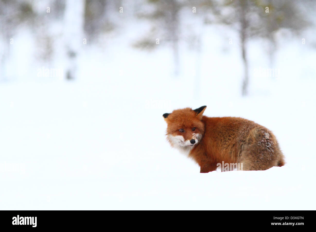 Red Fox (Vulpes vulpes). Photographed in Västerbotten, Sweden Stock ...
