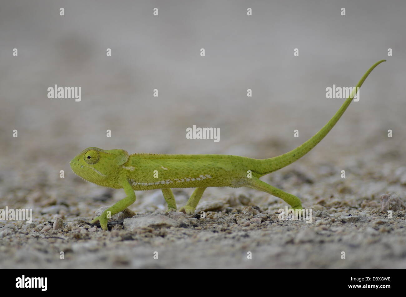 Photos of Africa, Chameleon walk on the floor Stock Photo - Alamy