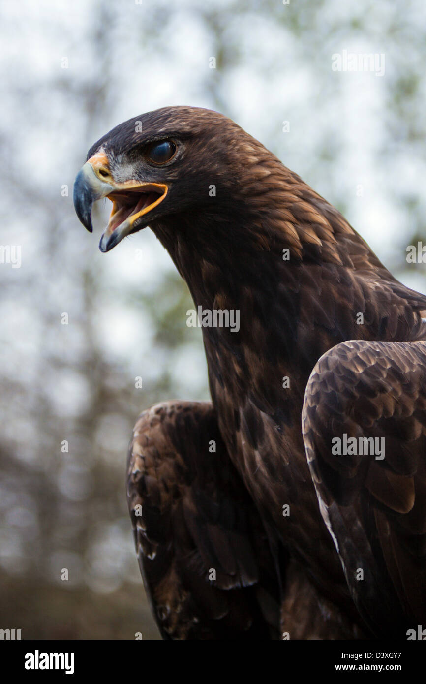 Golden Eagle, Aquila chrysaetos chrysaetos, Bavaria, Germany Stock ...