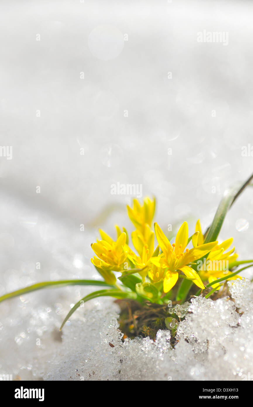 From yellow flowers hi-res stock photography and images - Alamy