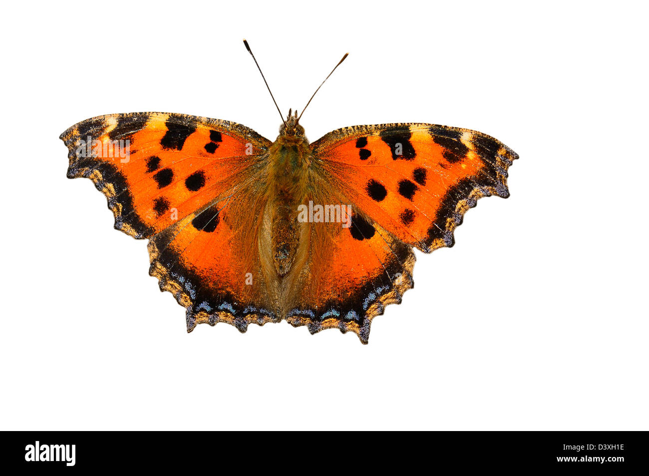 Butterfly as insect Cut Out Stock Images & Pictures - Alamy