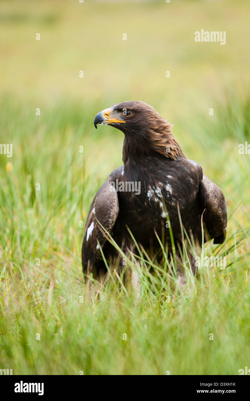 Golden Eagle, Aquila chrysaetos chrysaetos, Bavaria, Germany Stock ...
