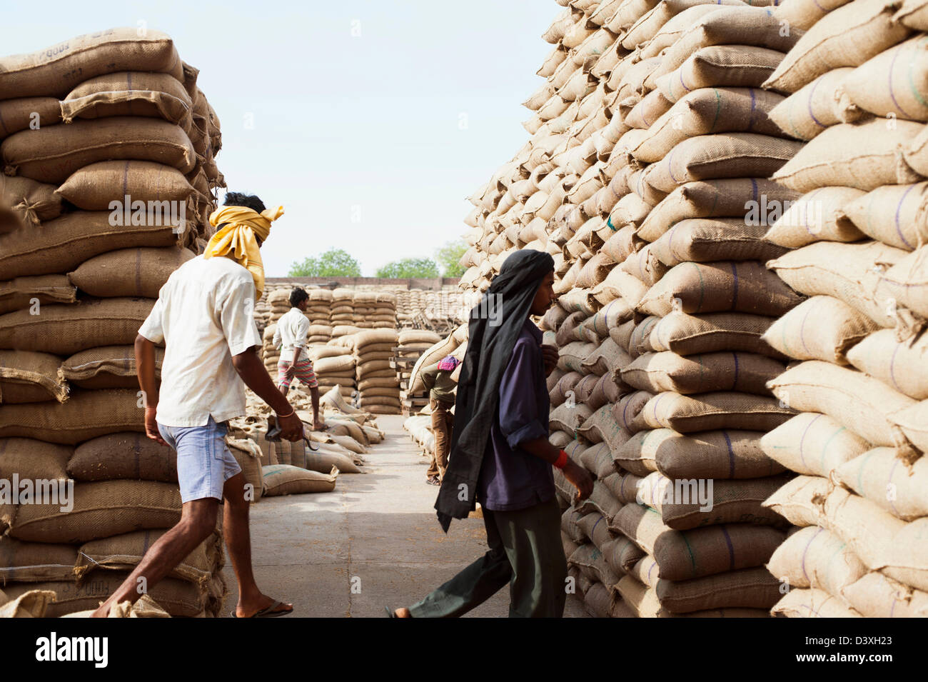 Workers near stacks of wheat sacks in a warehouse, Anaj Mandi, Sohna ...