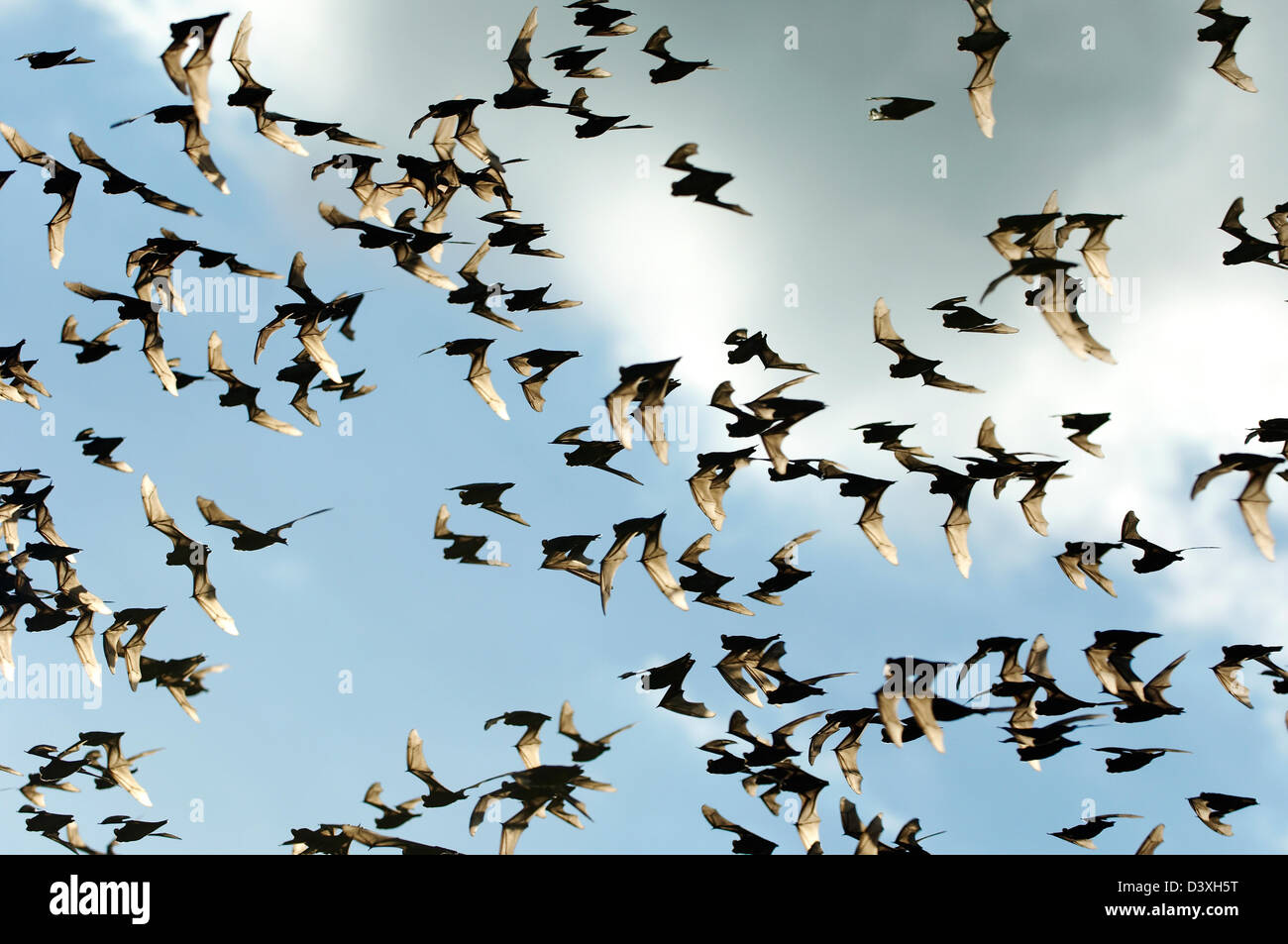 wrinkled lipped bats at dusk Stock Photo - Alamy