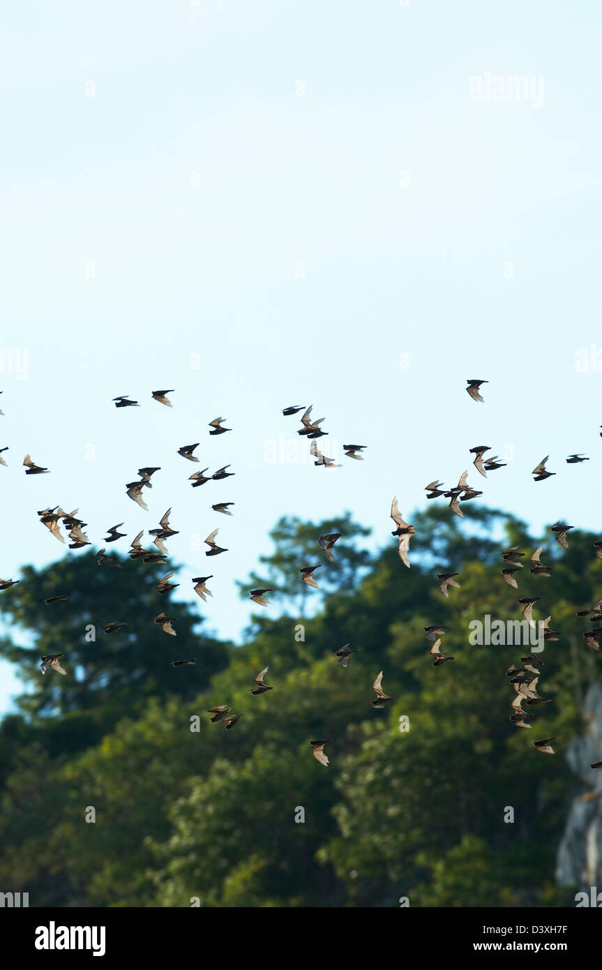 wrinkled lipped bats at dusk Stock Photo - Alamy