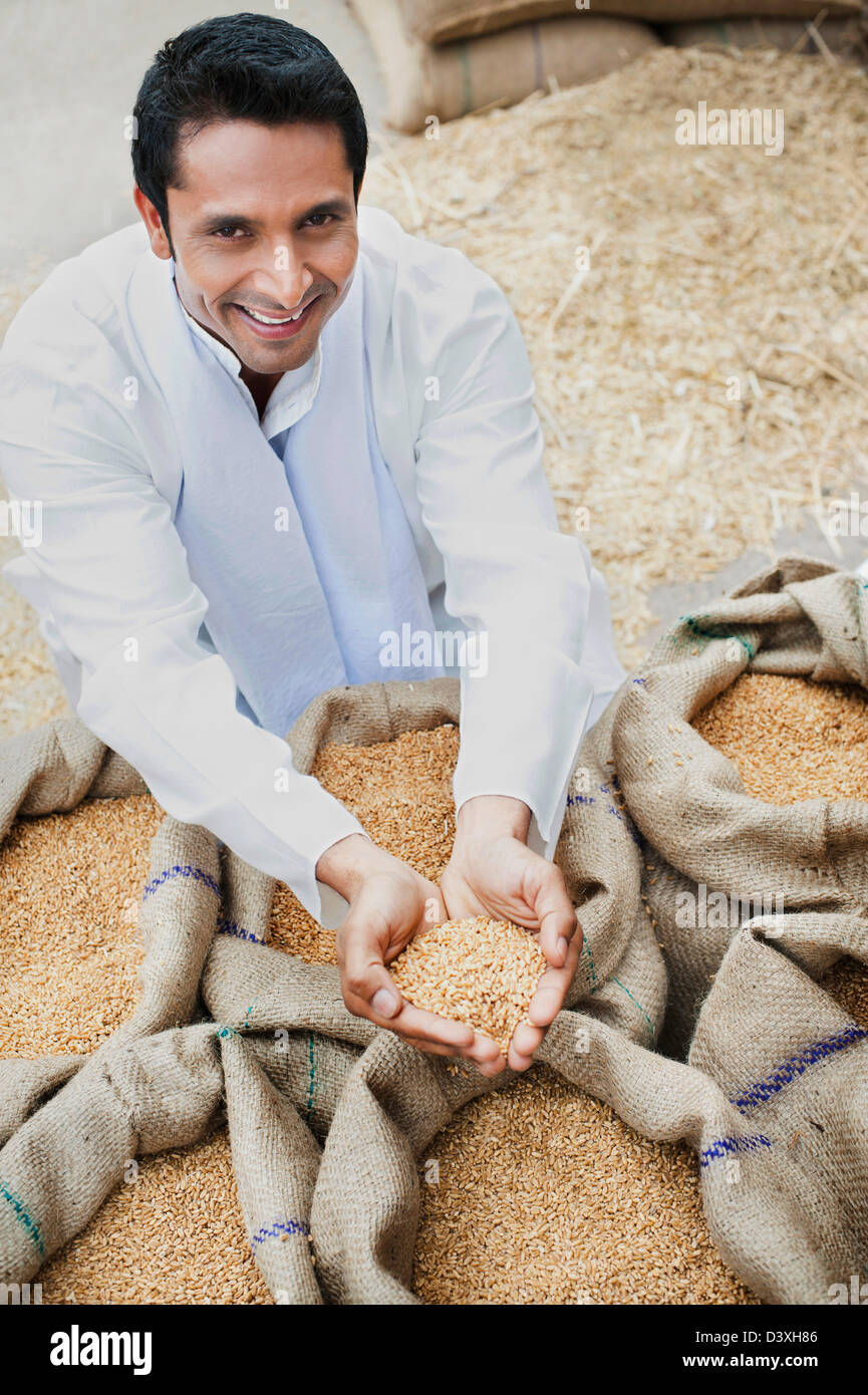 Man holding wheat grains from a sack in his cupped hands, Anaj Mandi ...