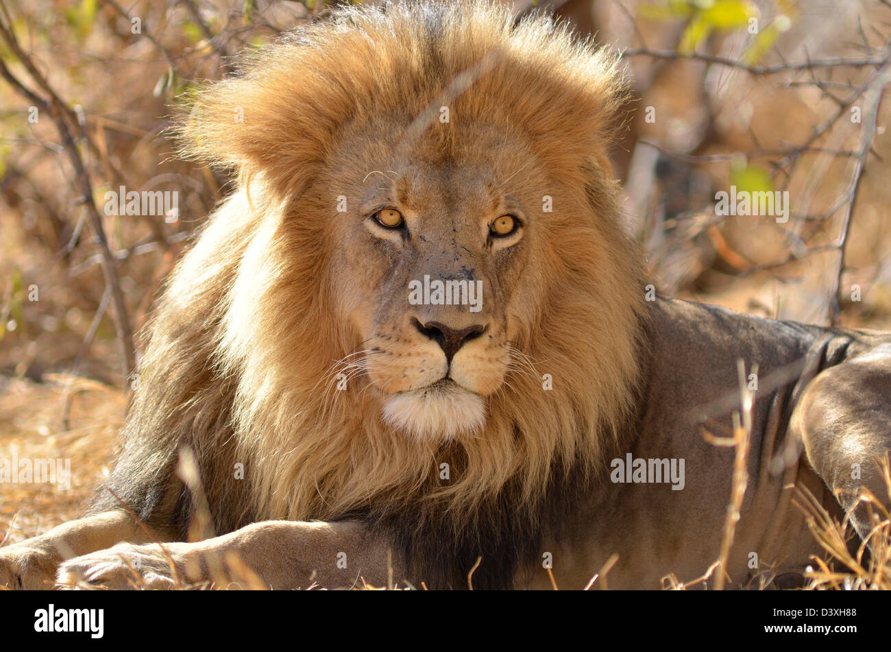 Photos of Africa, Male Lion facing camera Stock Photo - Alamy