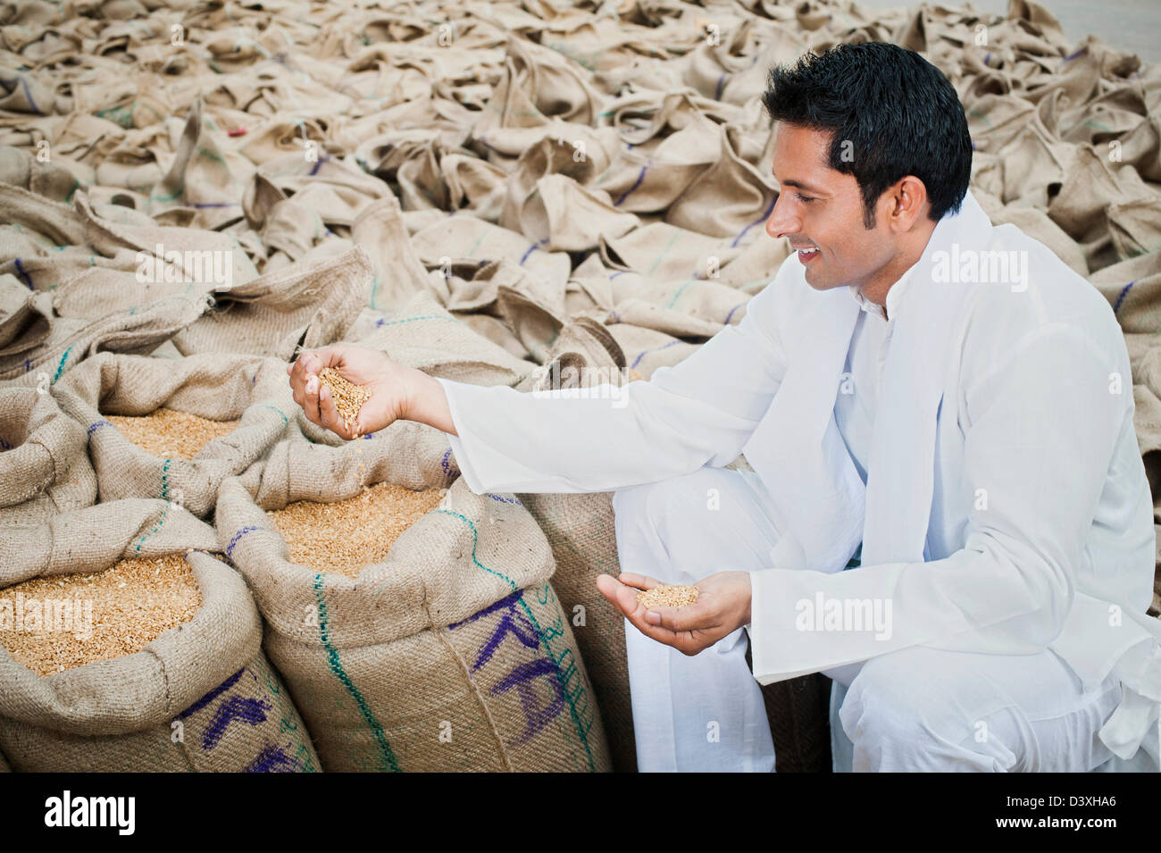 Man sitting near sacks of wheat and showing wheat grains, Anaj Mandi ...