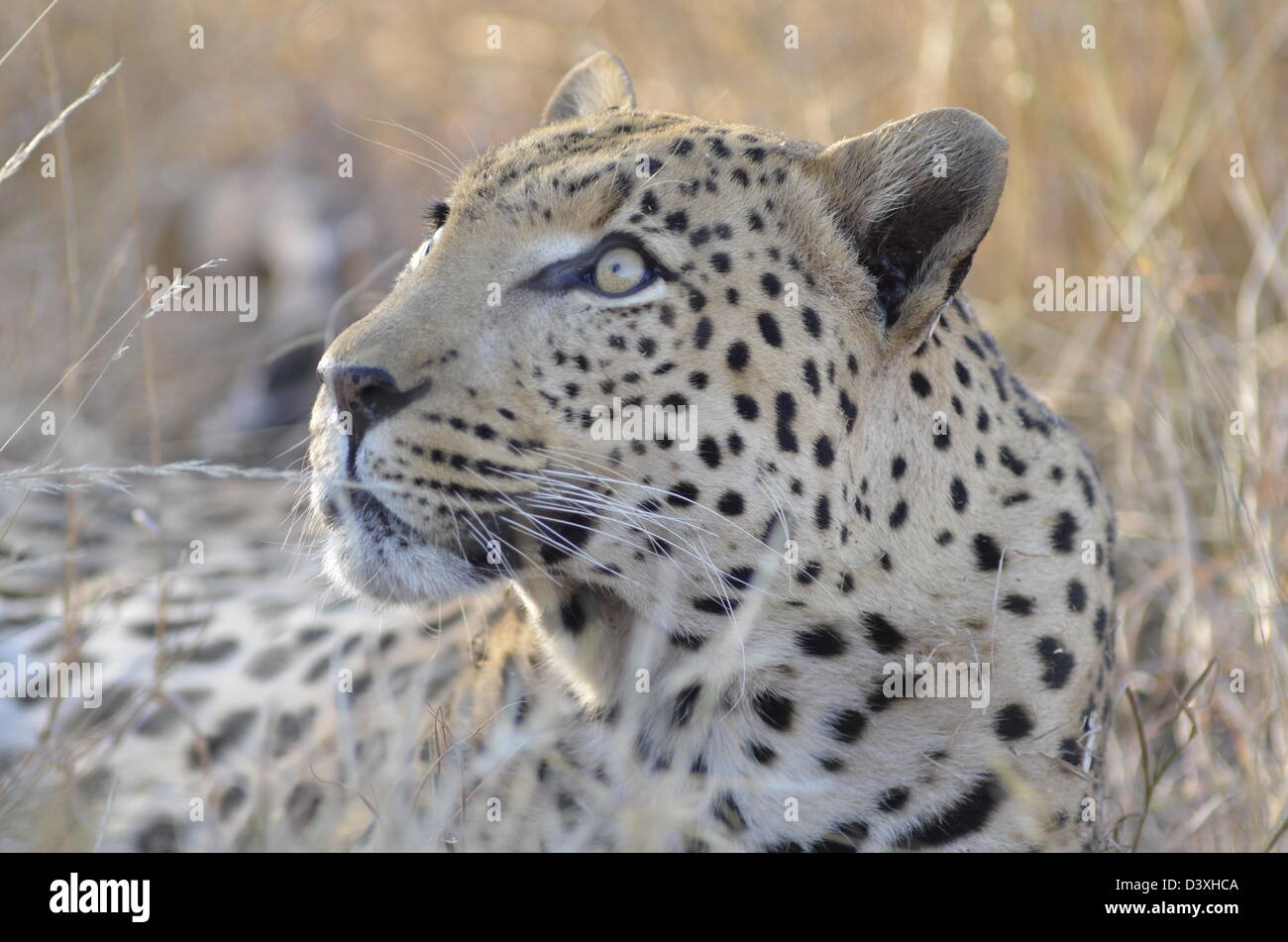 Photos of Africa, Leopard head shot looking up Stock Photo - Alamy