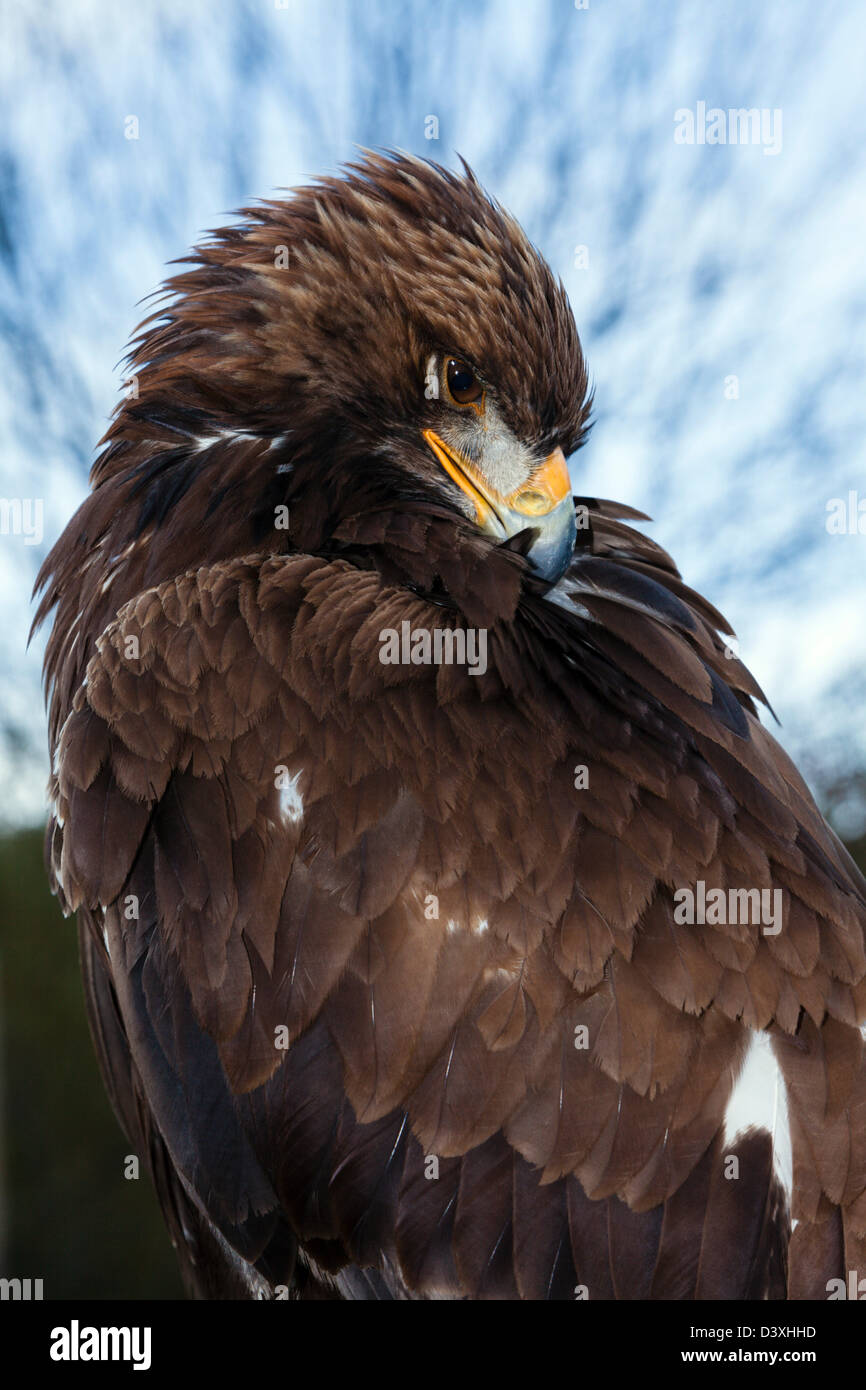 Golden Eagle, Aquila chrysaetos chrysaetos, Bavaria, Germany Stock ...