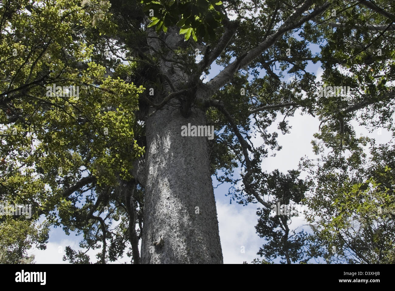 New zealand conifer tree hi-res stock photography and images - Alamy