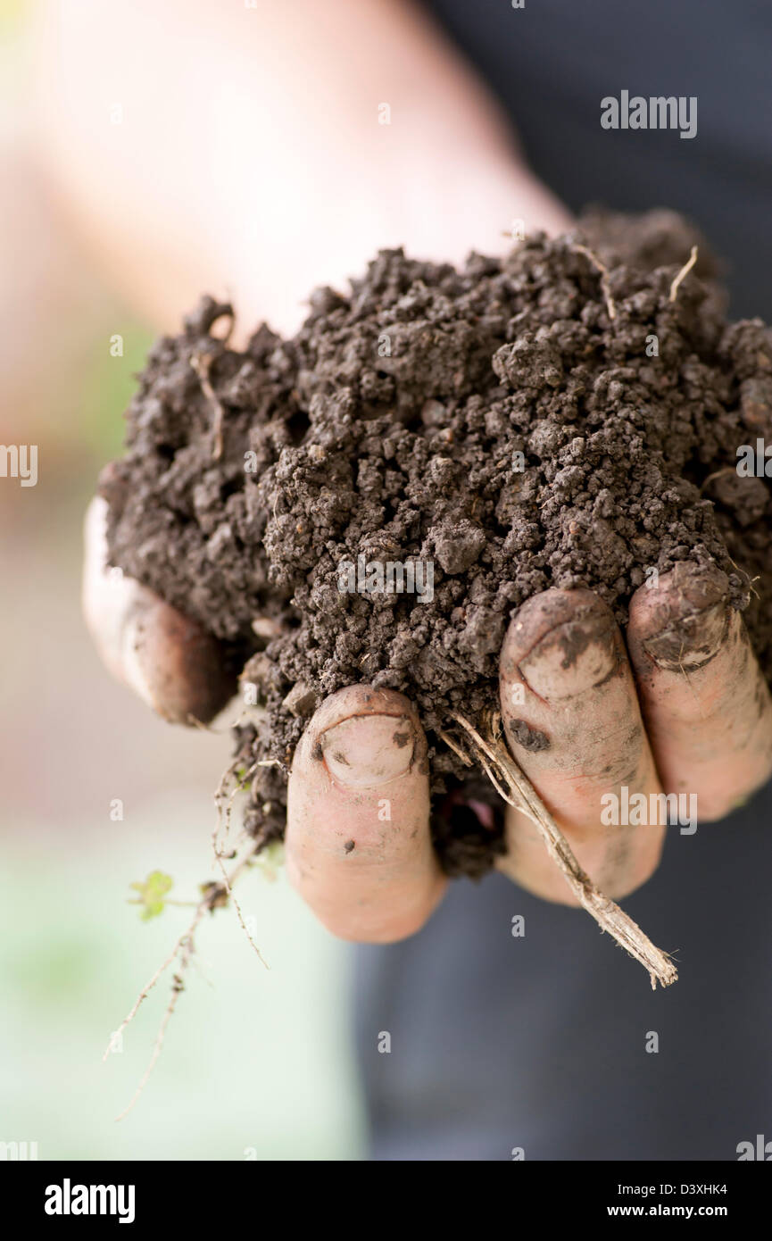 Closeup of dirty hand holding wet soil used for spring planting in a ...