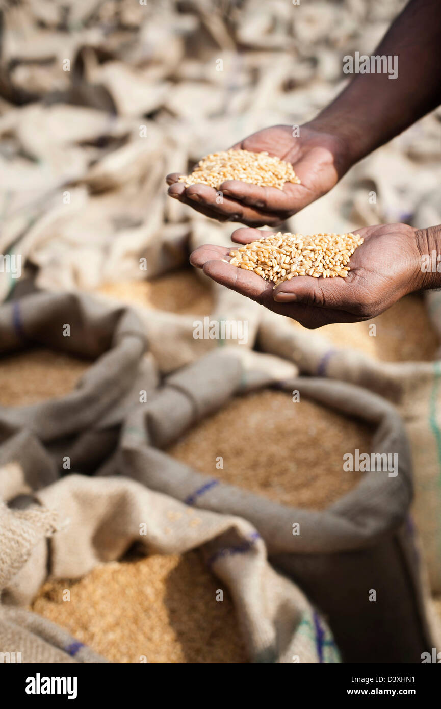 Anaj mandi hi-res stock photography and images - Alamy
