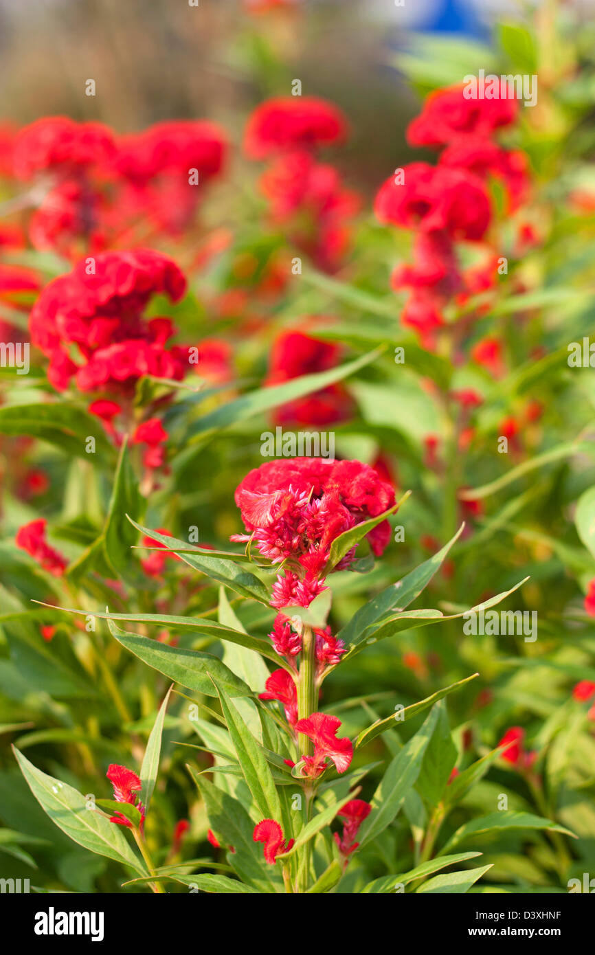 Red flowers in red, green garden. Summer flowers Stock Photo - Alamy