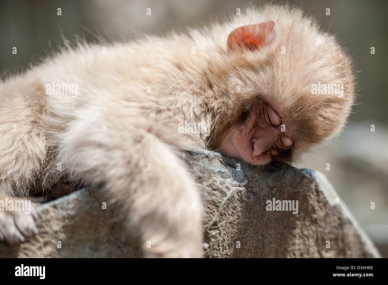 Sleeping baby snow monkey taken in Japan Stock Photo - Alamy