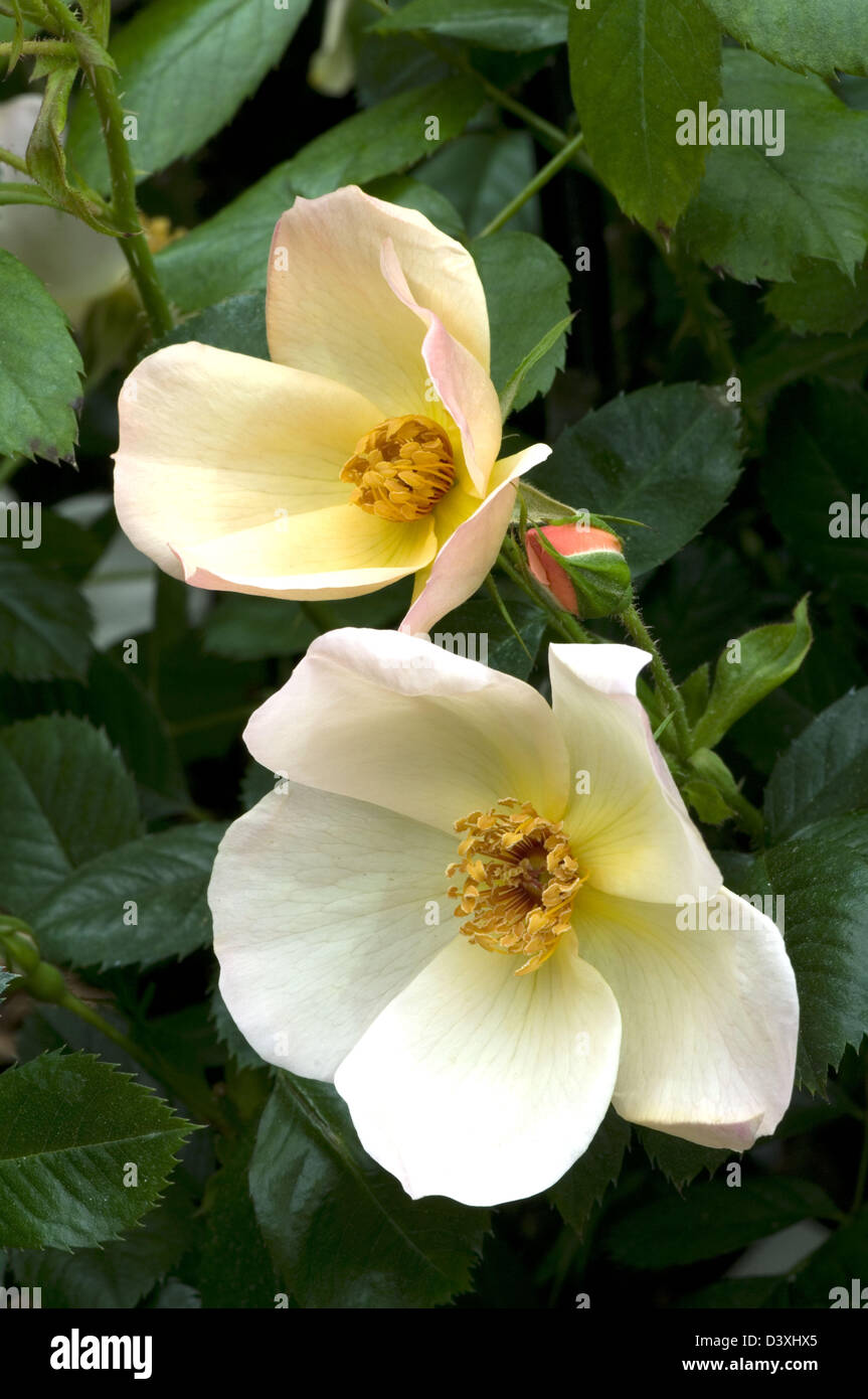Shell pink rose flower hi-res stock photography and images - Alamy