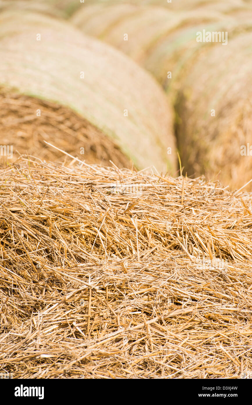 Summer scene with hay bales used for animal fodder Stock Photo - Alamy