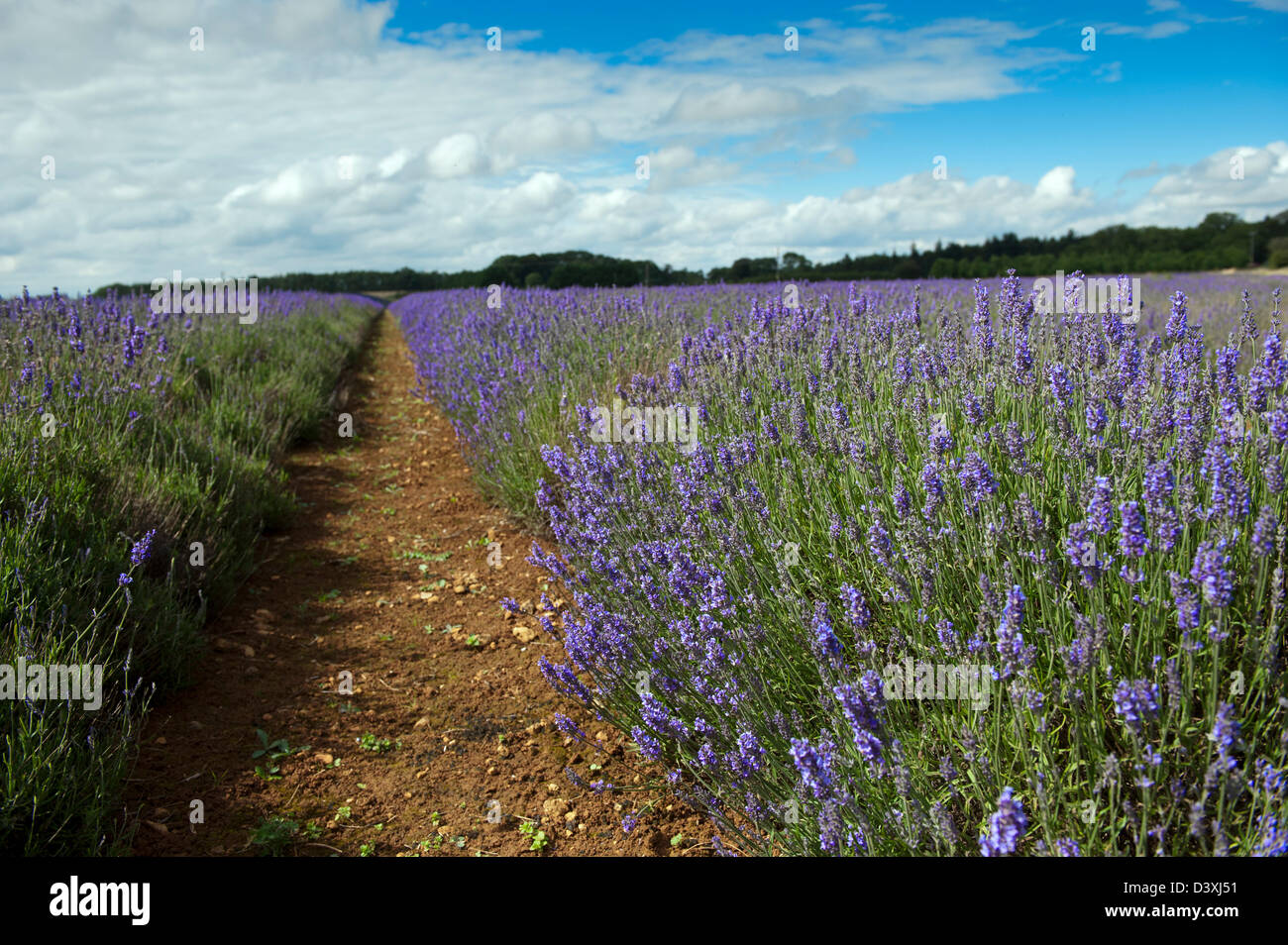 Full bloom lavender hi-res stock photography and images - Alamy