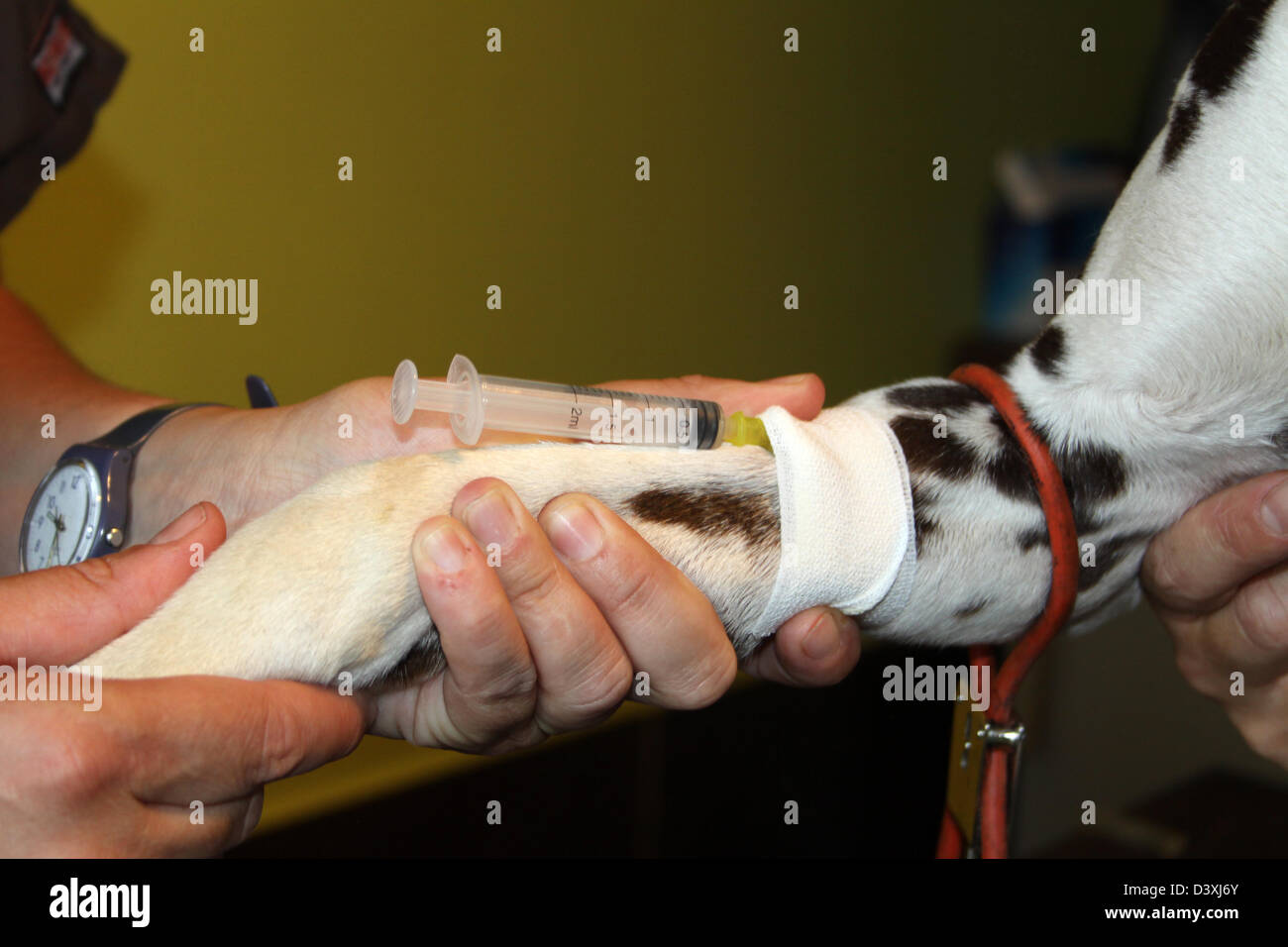 Dog giving blood sample hi-res stock photography and images - Alamy