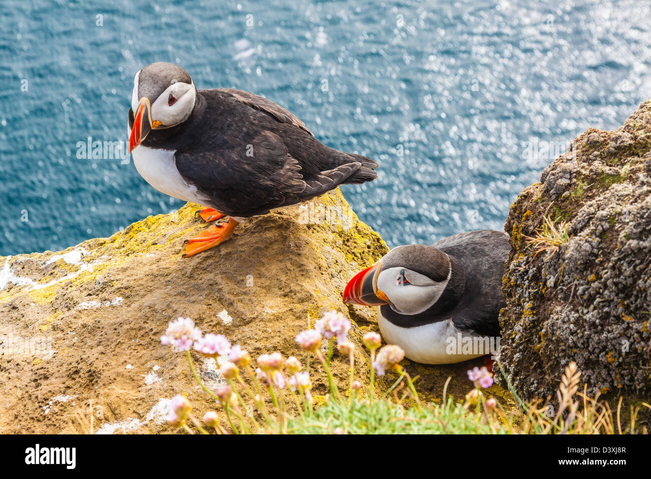 Iceland, Latrabjarg cliffs. View on wildlife - puffins bird Stock Photo ... Iceland, Latrabjarg cliffs. View on wildlife - puffins bird Stock Photo ...