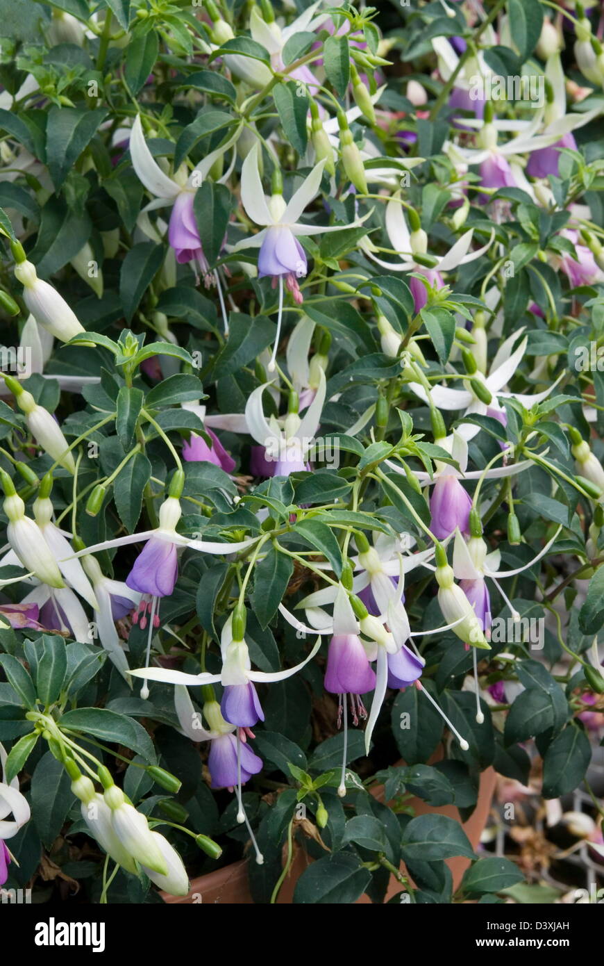 Fuchsia Buds of May 'Star Wars' Date: 03.11.2008 Ref: ZB907 123496 0013 ...