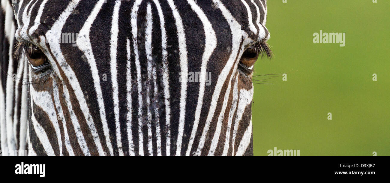 Extreme close-up of a Burchell's zebra ( Equus burchellii), green ...