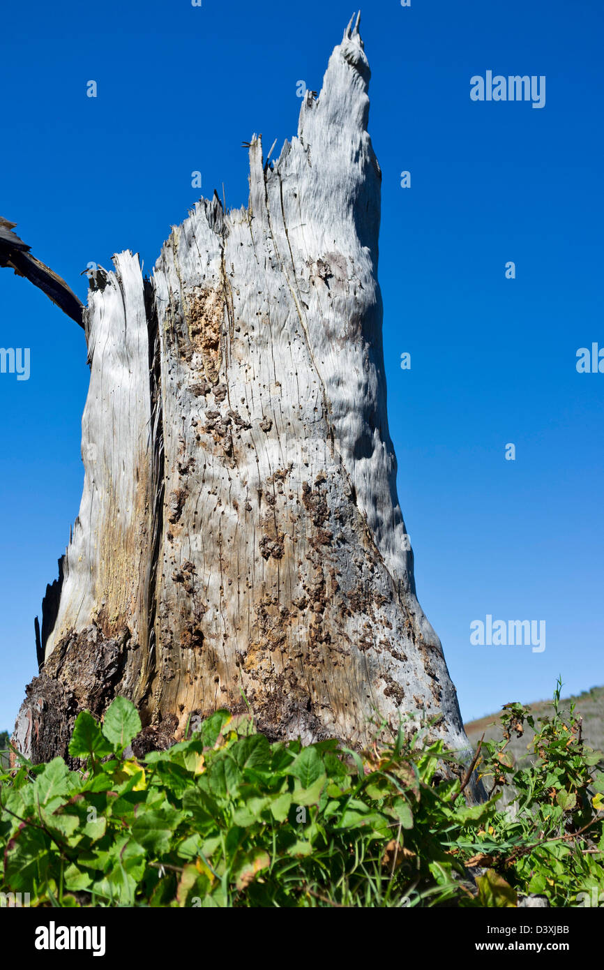 Tree trunk rotting after being hit by lightning, now a home for insects ...
