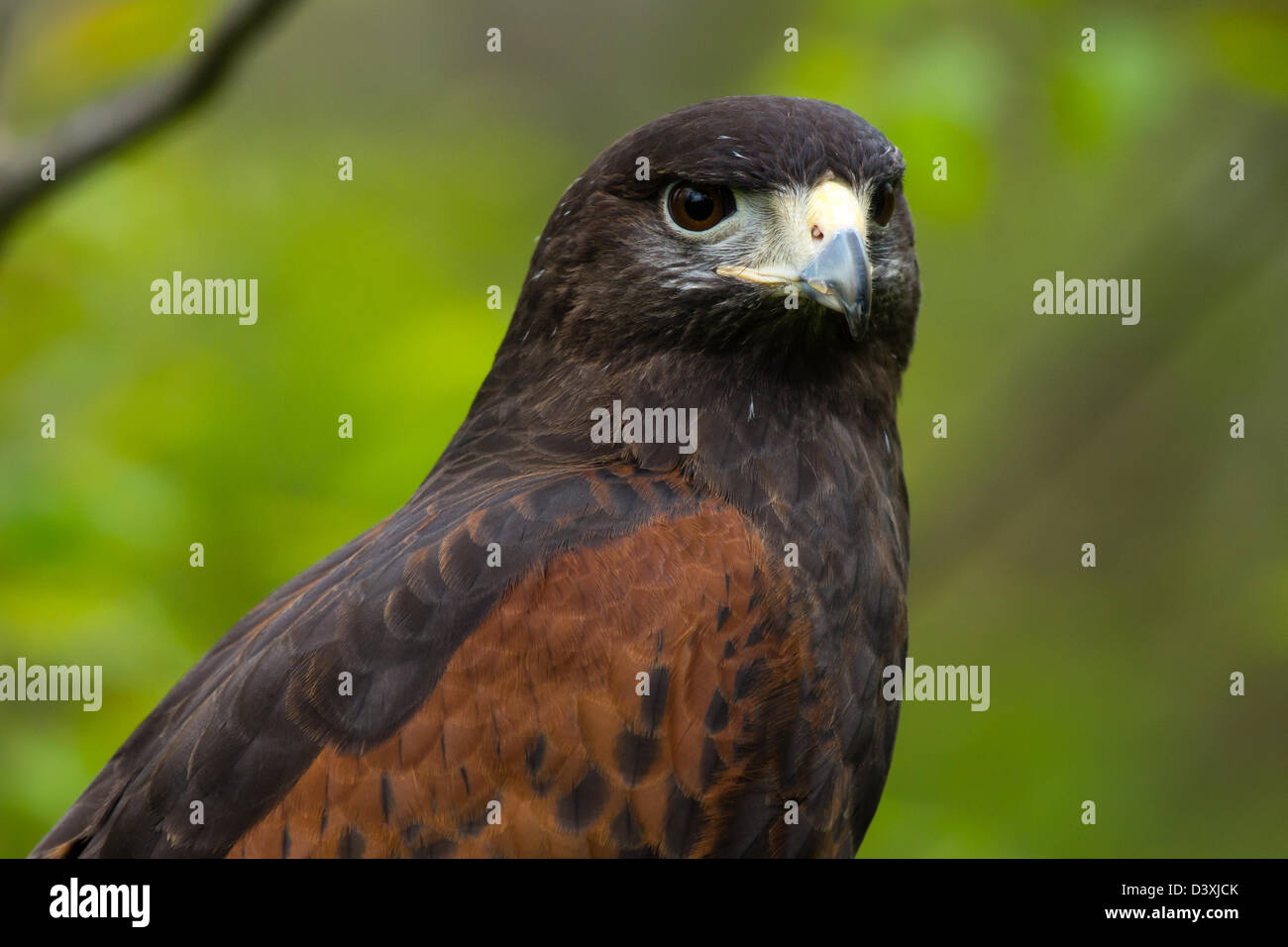 A portrait of a harris hawk with a blurred green background of ...