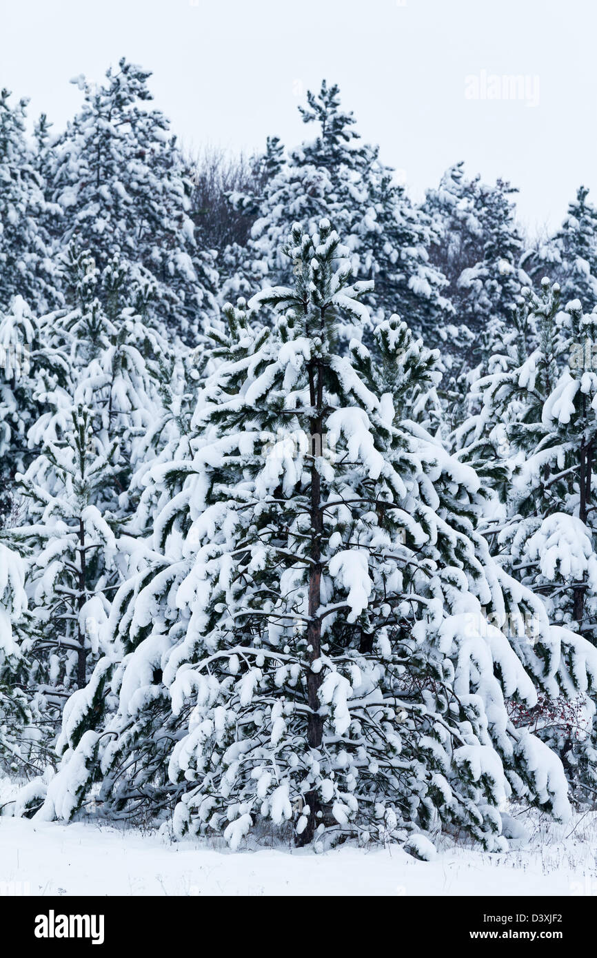 Beautiful winter trees with snow Stock Photo - Alamy