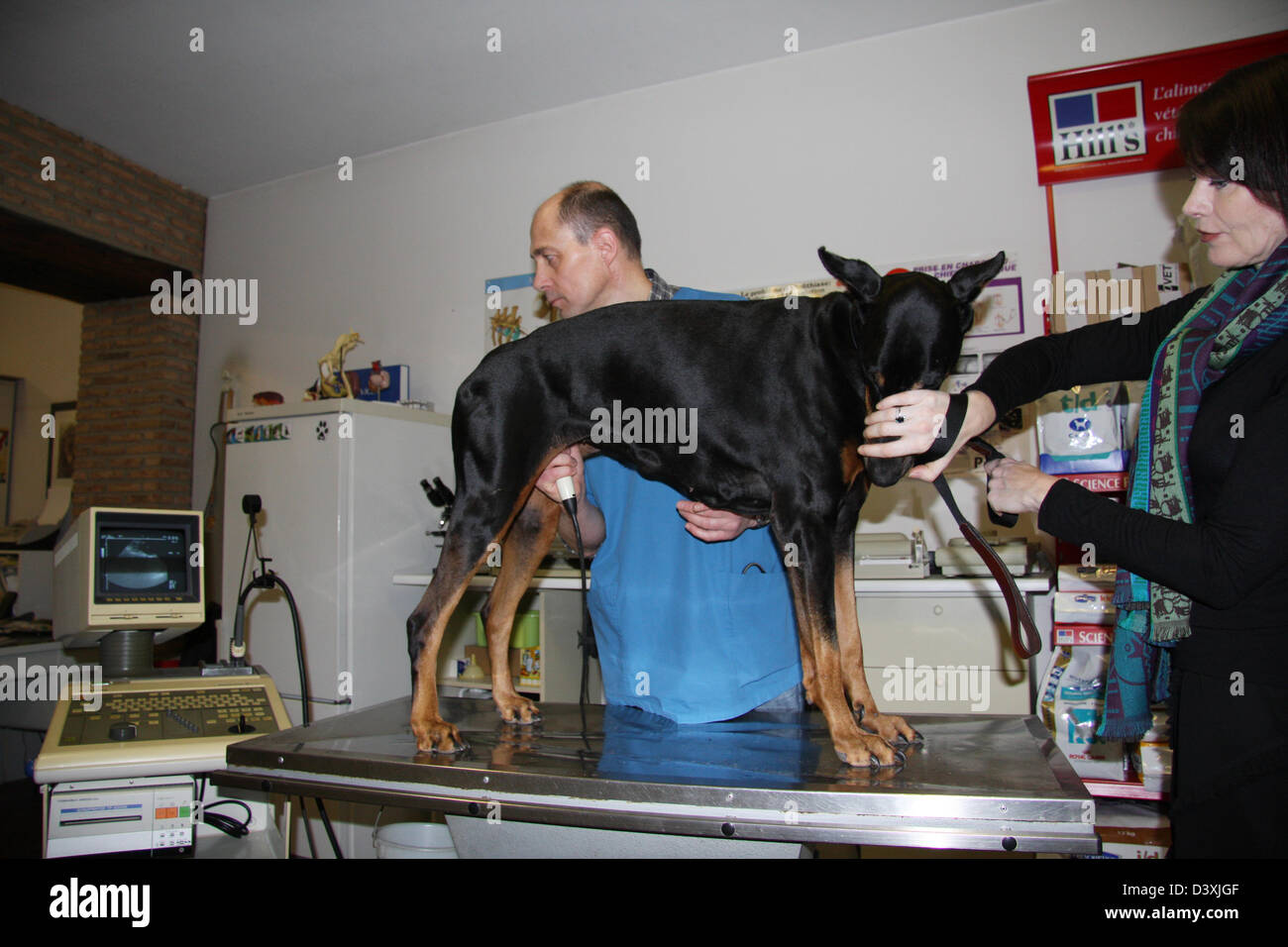 Dog ultrasound pregnant vet hi-res stock photography and images - Alamy
