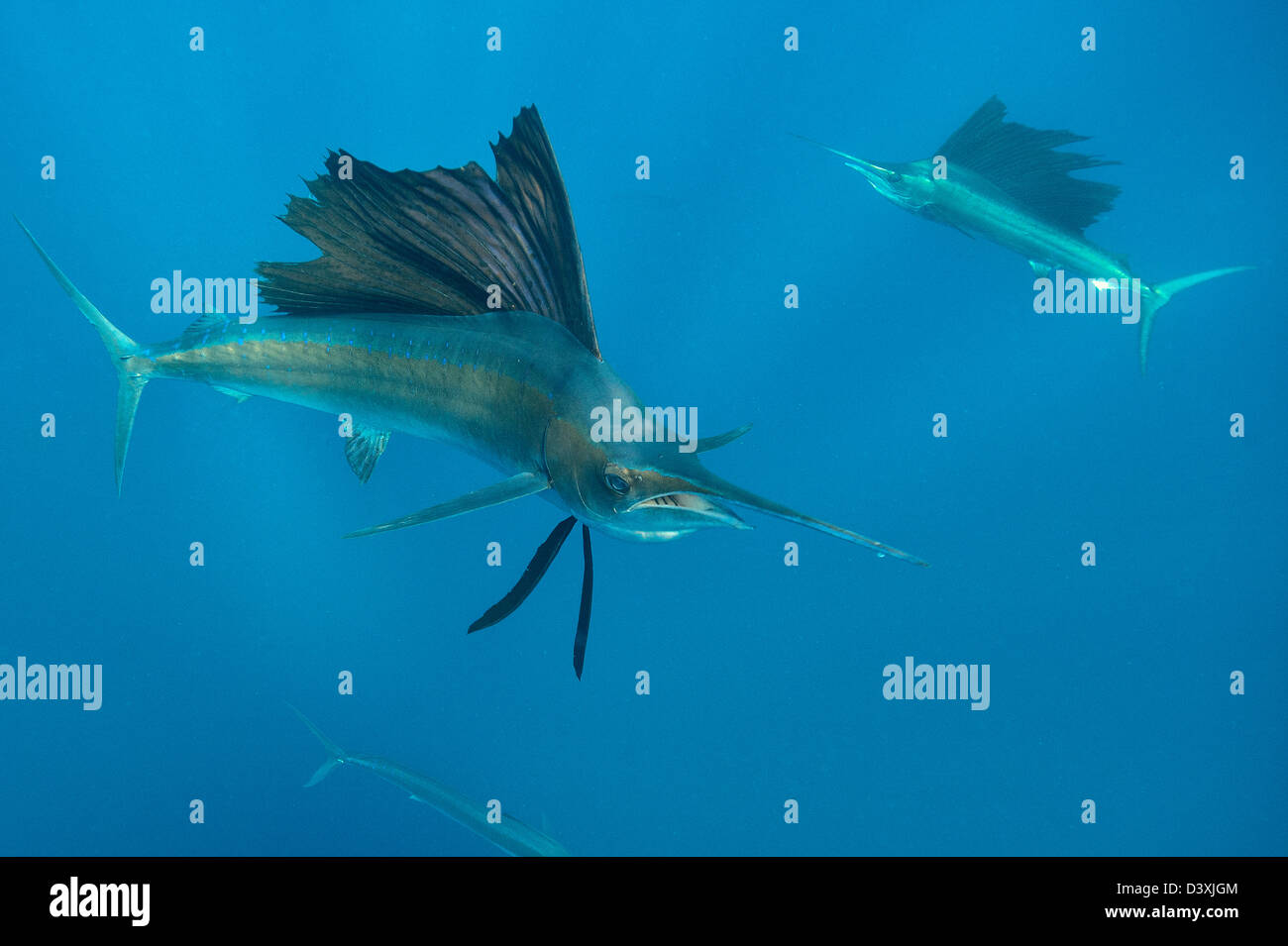 Sailfish hi-res stock photography and images - Alamy