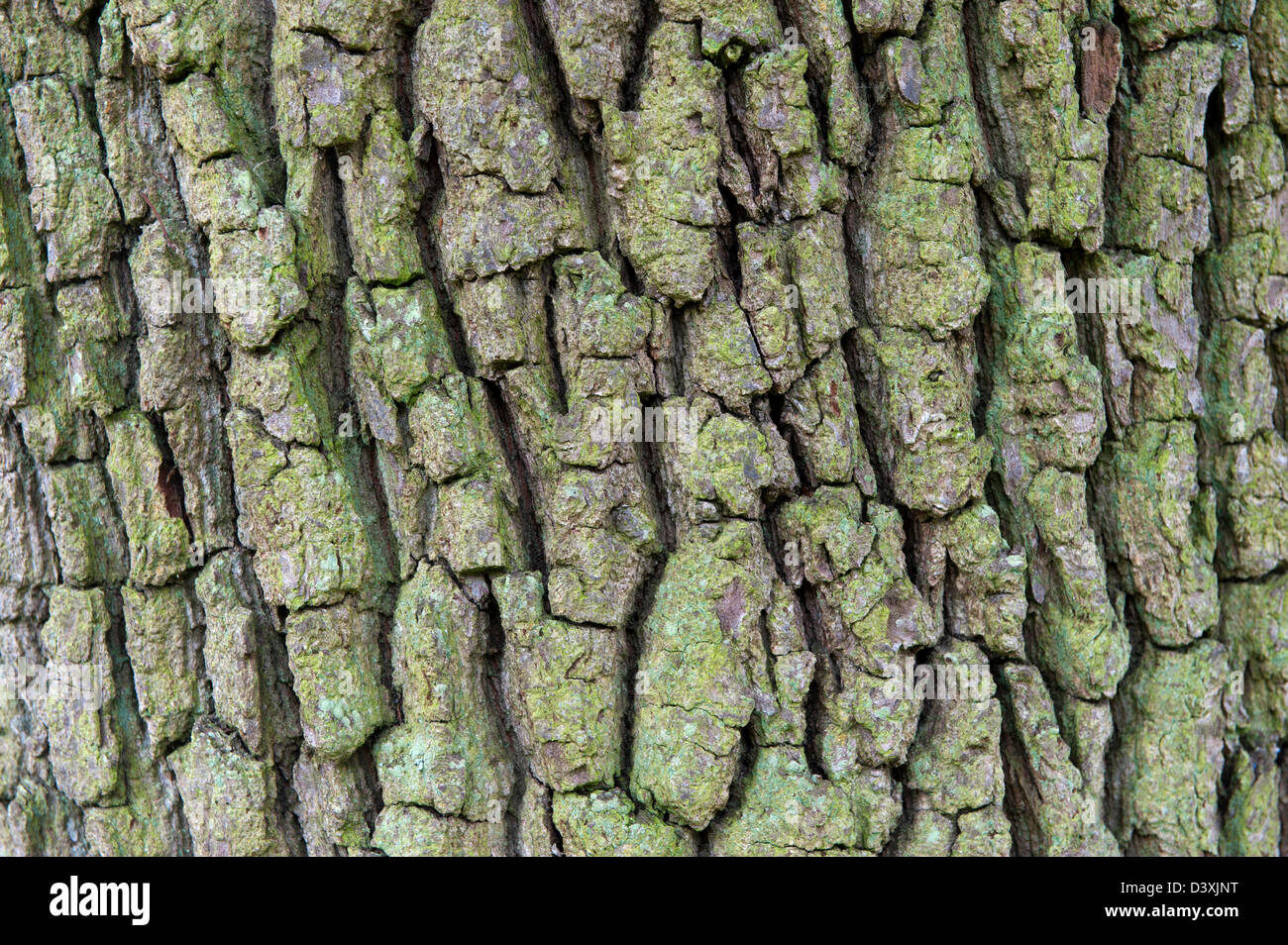 Rough bark on the trunk of an old Oak tree Stock Photo - Alamy