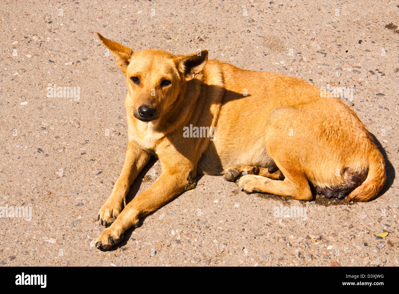 The brown dog sitting on a cement floor. The docile body Stock Photo ...