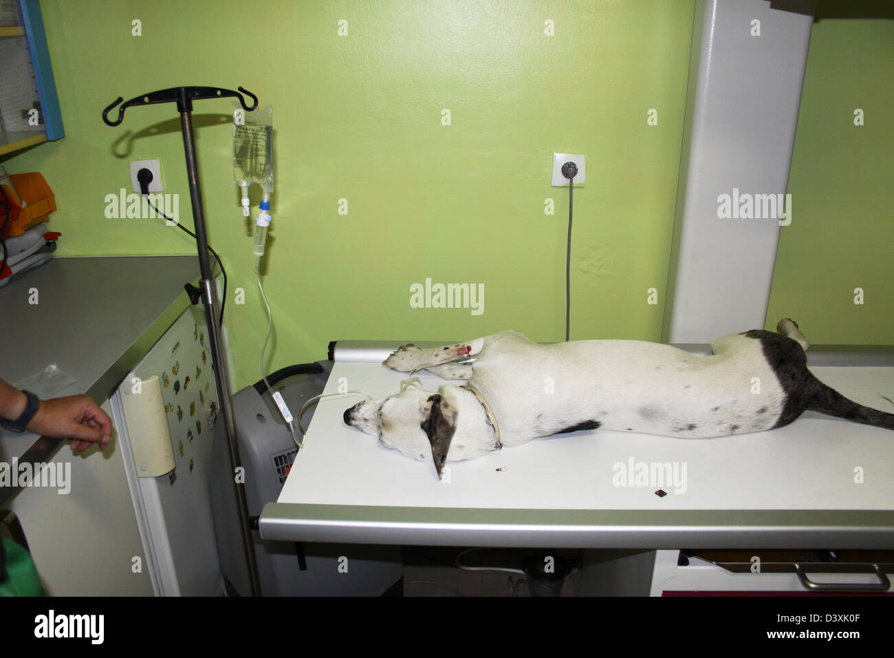 Mixed Breed dog under anesthesia in veterinarian clinic Stock Photo - Alamy