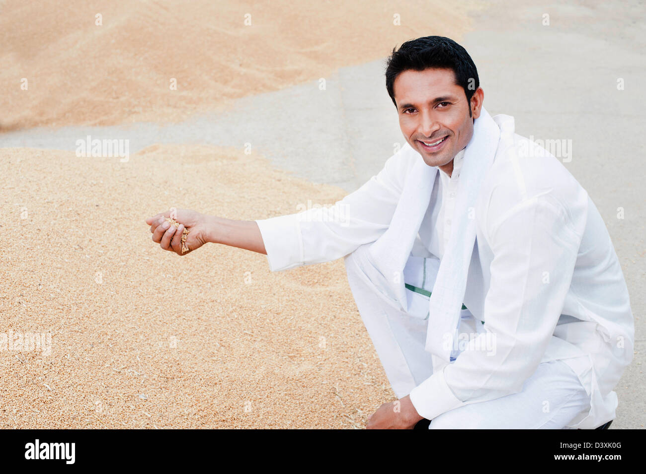 Man picking wheat grains from a heap, Anaj Mandi, Sohna, Gurgaon ...