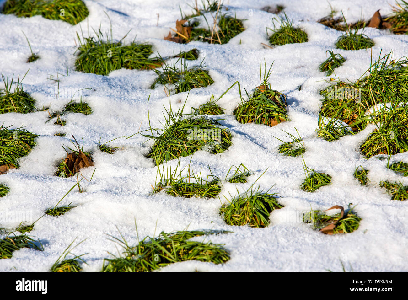Snow is melting. Spring time. Grass is looking through snow patches ...