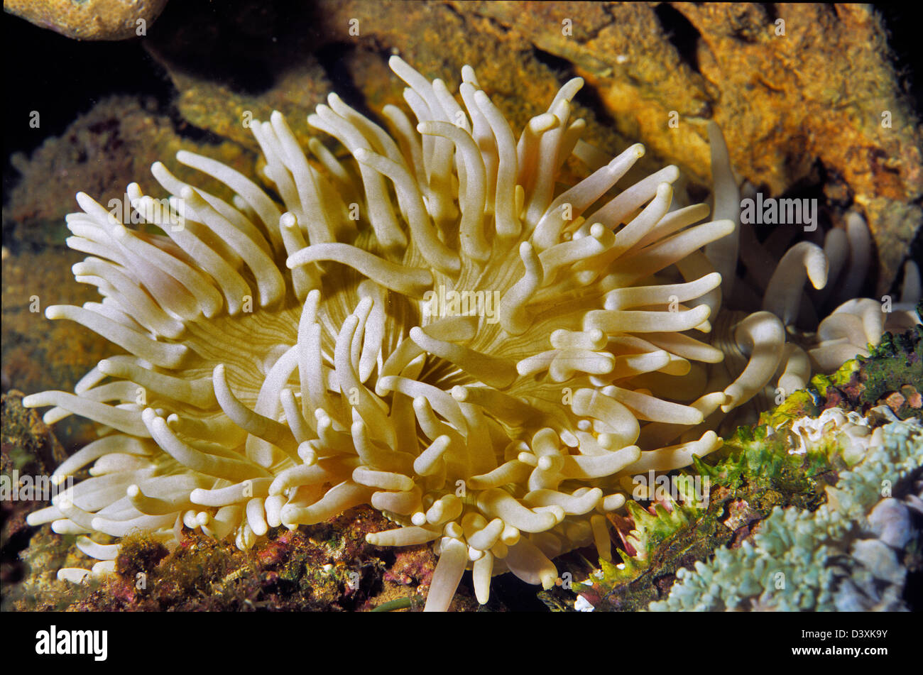 Ritteri anemone, Radianthus magnifica (Heteractis magnifica), Anemonae ...