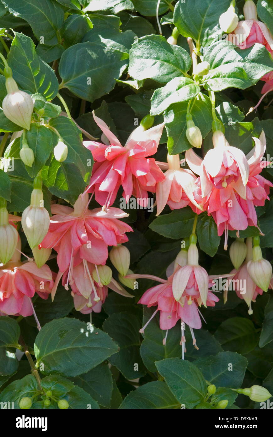 Fuchsia 'Kit Oxtoby' 'Southern Belles' series Stock Photo - Alamy
