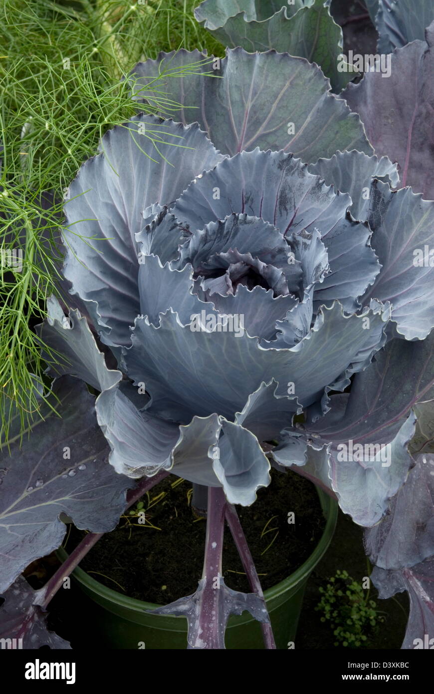 Cabbage 'Red Flare' in container Stock Photo - Alamy