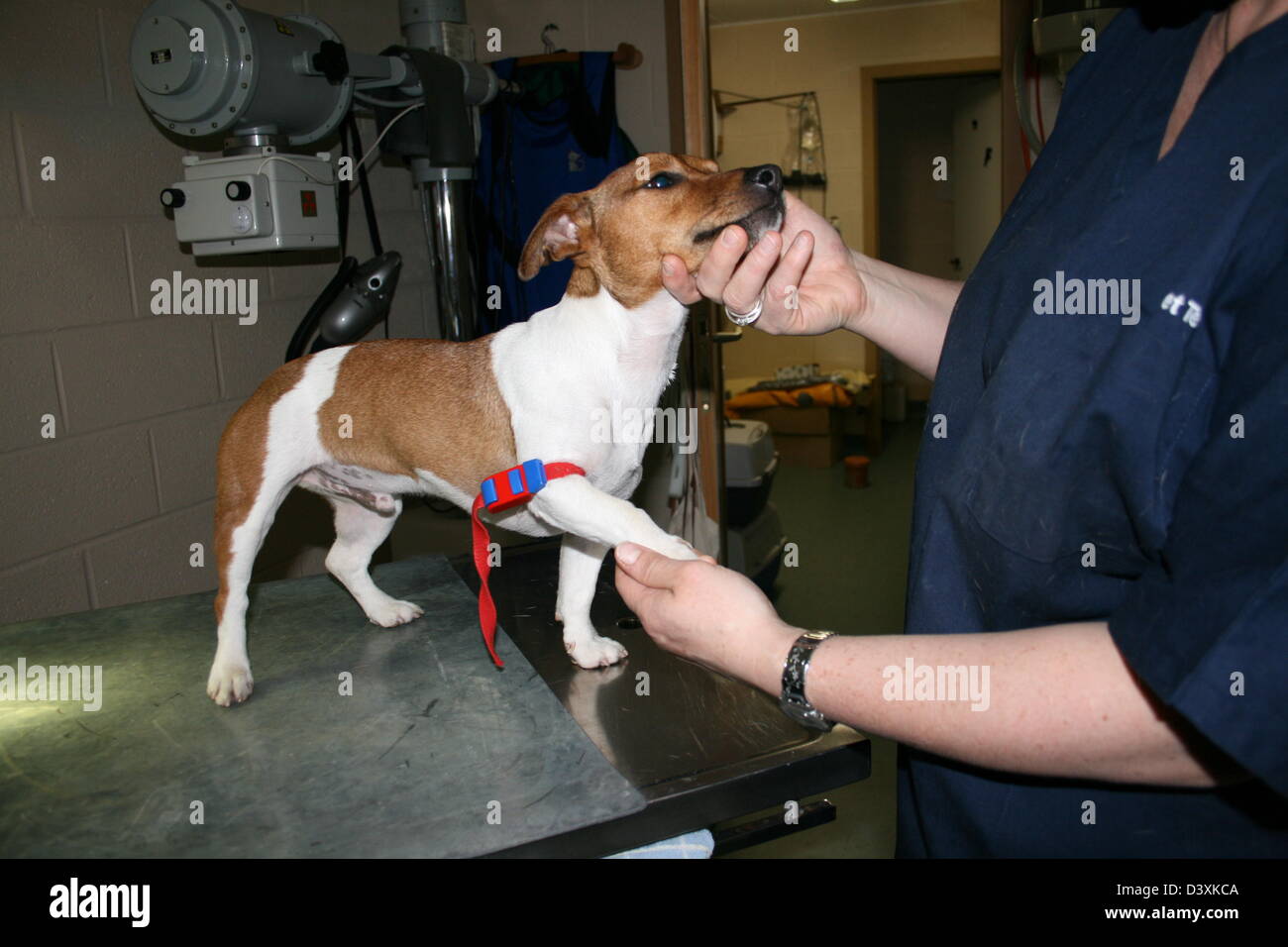 Dog giving blood sample hi-res stock photography and images - Alamy