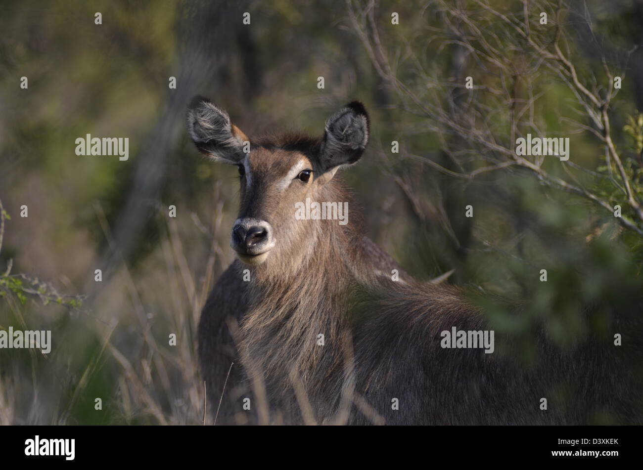 Photos of Africa, Waterbuck baby between long grass Stock Photo - Alamy
